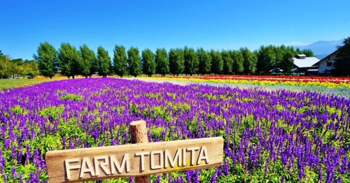 Tour Tham Quan Trang Trại Tomita, Ao Xanh Shirogane và Sân Thượng Ningle Tham Gia Từ Sapporo ...